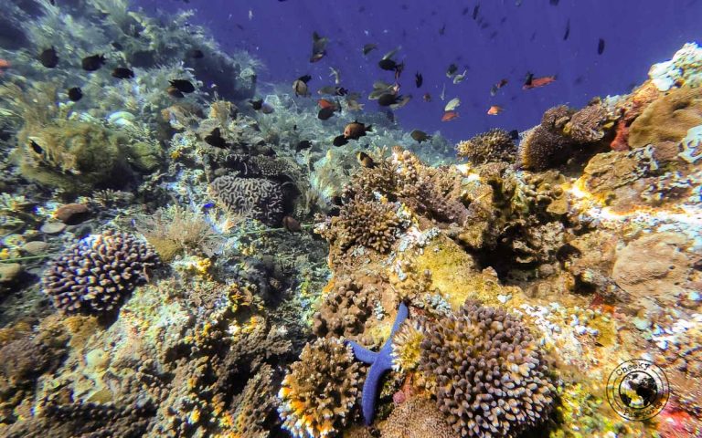 Cheeky Passports All About Alor Island Indonesia - Exploring the Alor ...